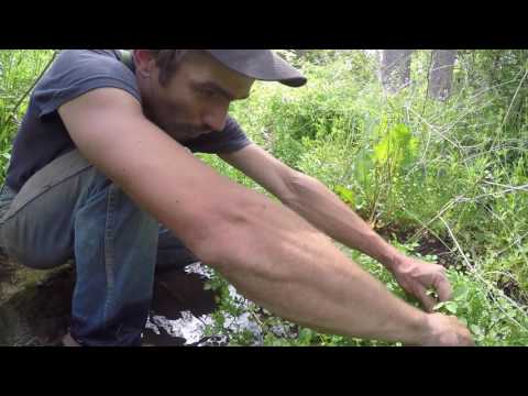 The Cheese Plate Trailer 1