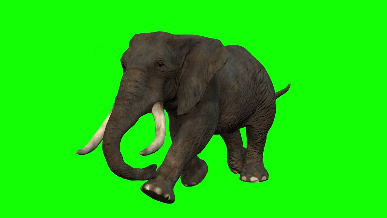 [4K] Walking Elephant - Green Screen