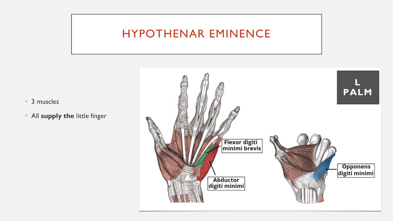 Muscles of the Hypothenar Eminence in 1 Minute