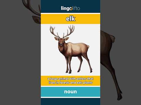 🇬🇧 Elk Meaning : Flash Card : Learn English Vocabulary