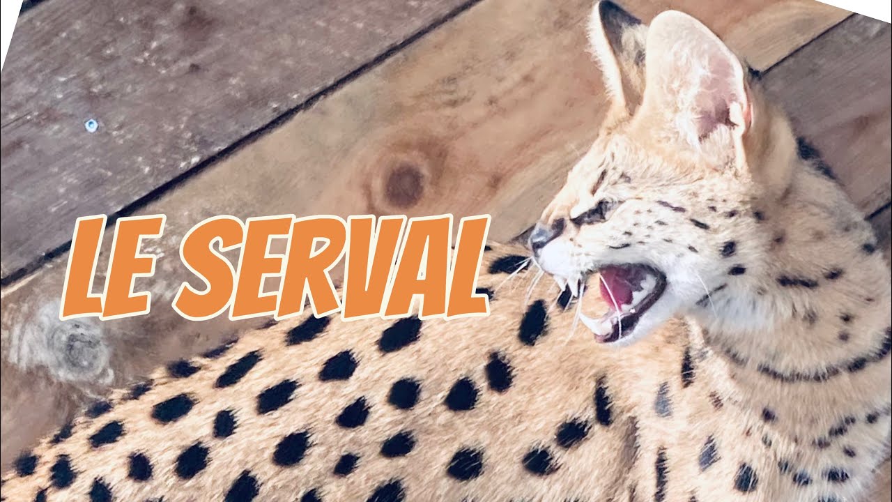 Le serval - les différences entre un bébé serval et un chaton