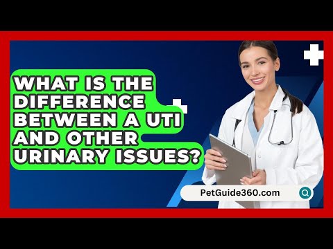 What Is The Difference Between A UTI And Other Urinary Issues? - PetGuide360.com