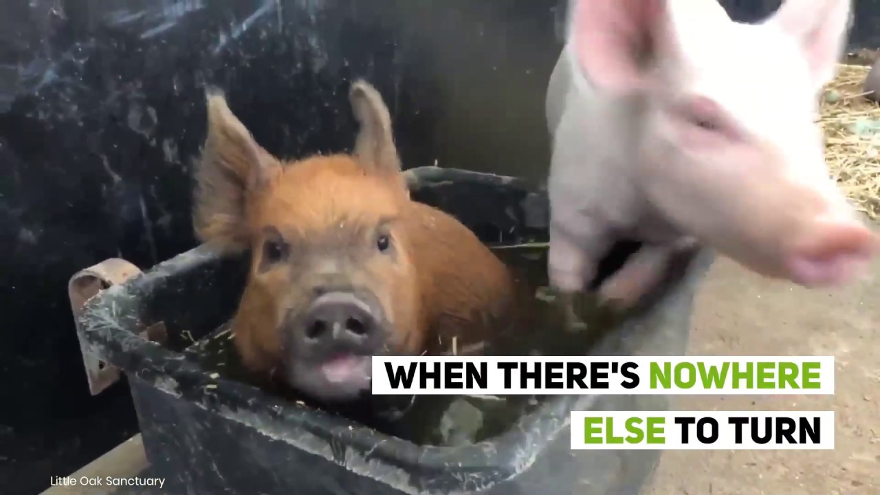 Little Oak Animal Sanctuary