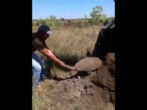 Huge Armadillo
