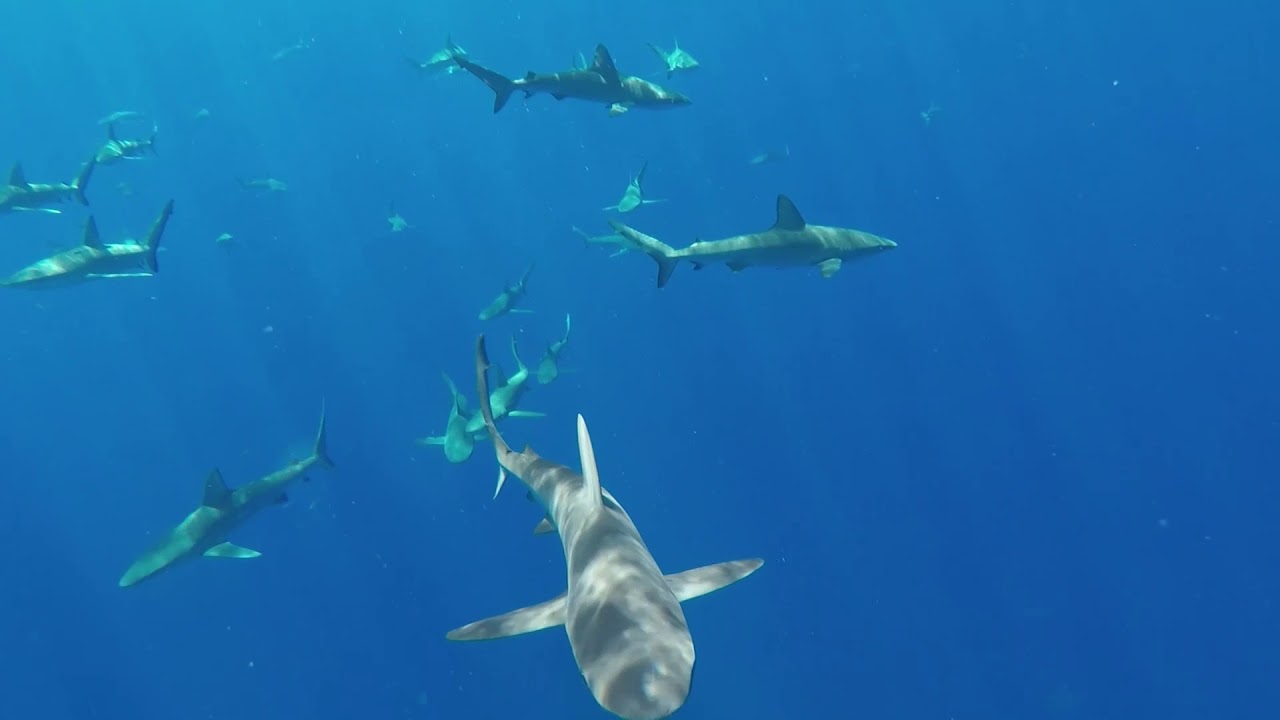 Galapagos Sharks (Carcharhinus galapagensis) off Sunken Rock
