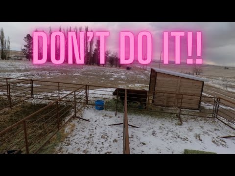 Why you shouldn’t calve in winter!