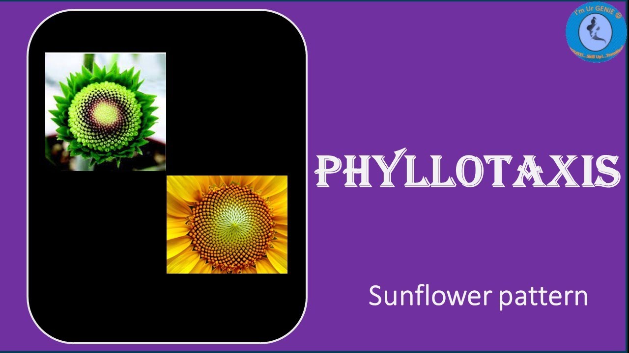 Sunflower inspired pattern in JS | #Phyllotaxis | #SkillUpwithGenie