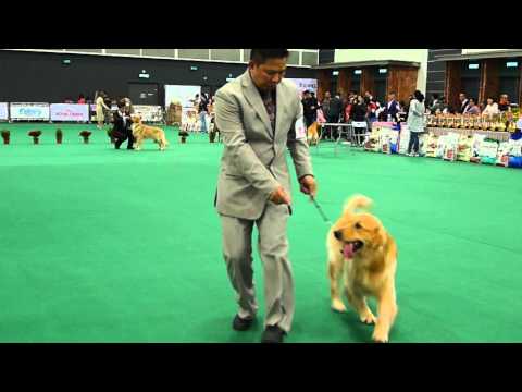 2016 HKKCC 212 Dog Show Golden Retriever