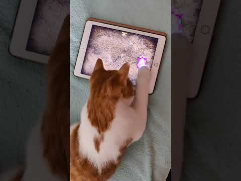 cat plays mouse game on iPad