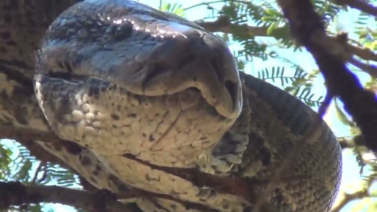 Huge rock python in a tree 720P