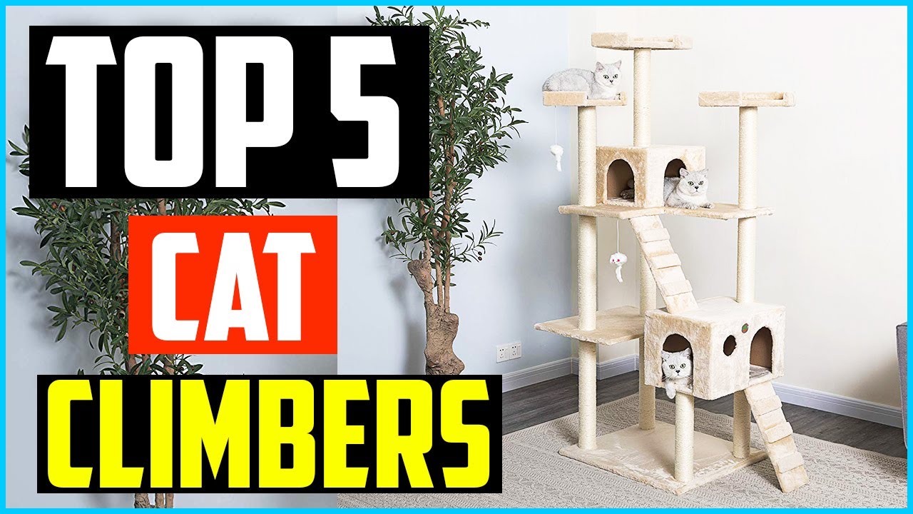 Top 5 Best Cat Climbers in 2026 – Reviews