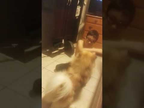 Nippsy the Throwback pomeranian ufc fight vs Mr. Cash