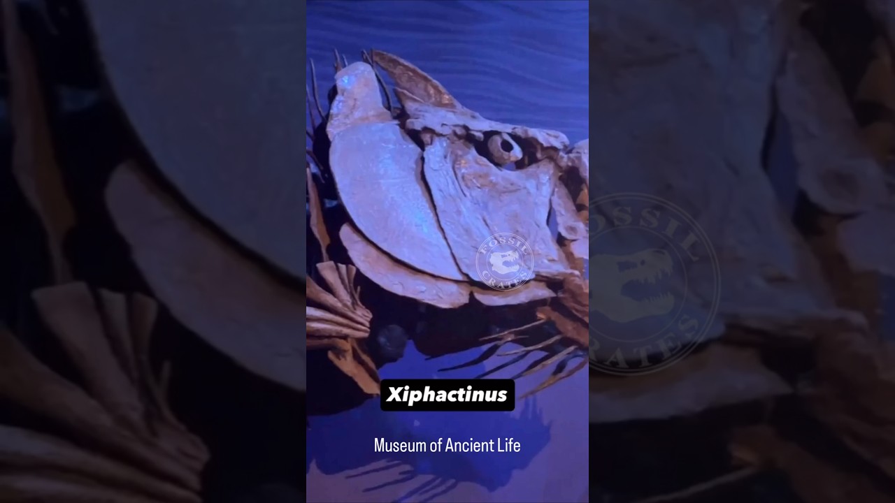 Giant Xiphactinus Predator Fish of the Cretaceous #Xiphactinus #PrehistoricFish #Paleontology