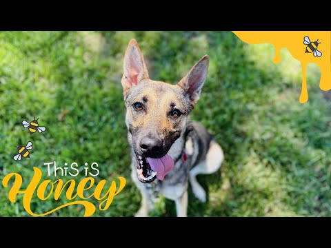 Dog for adoption - Honey So Sweet Bee, a German Shepherd Dog & Labrador ...