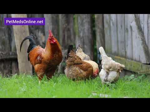 Tylan 50 for Chickens | Tylosin 50% for Chickens