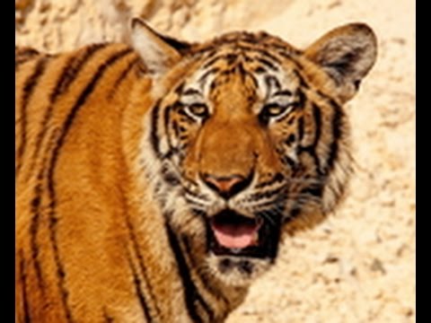 Animal, Royalty Free Stock Images