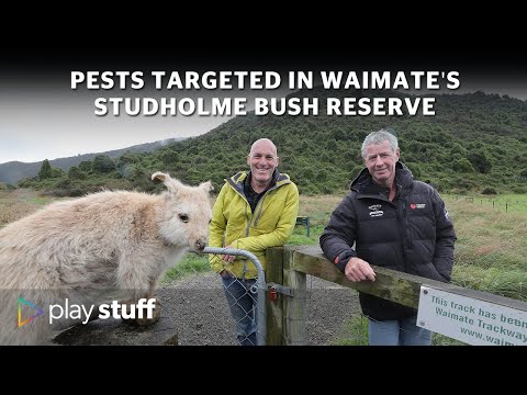 Restoring native plants and wildlife begins by targeting pests in the area | Stuff.co.nz