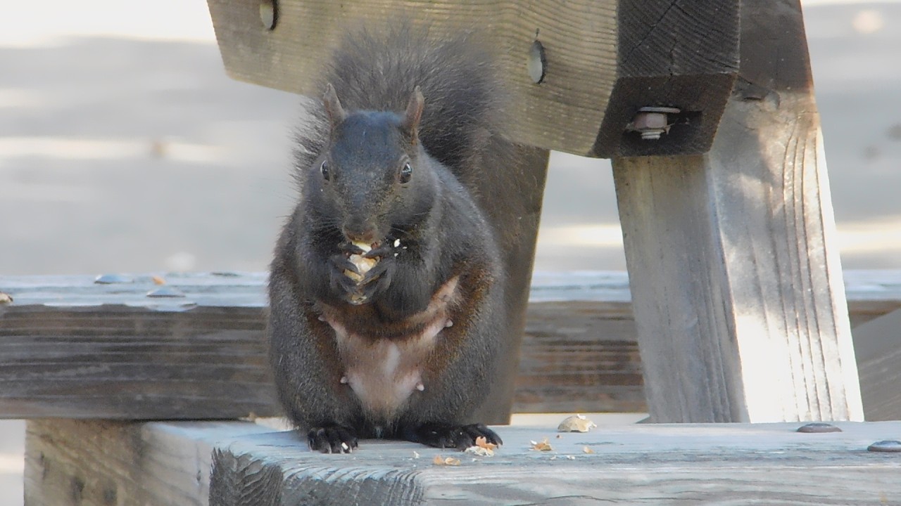 Acorn Woodpecker, Kestrel, Sonny, Fluffy, Kali, Deer, Squirrels, RT Hawk and Lizard