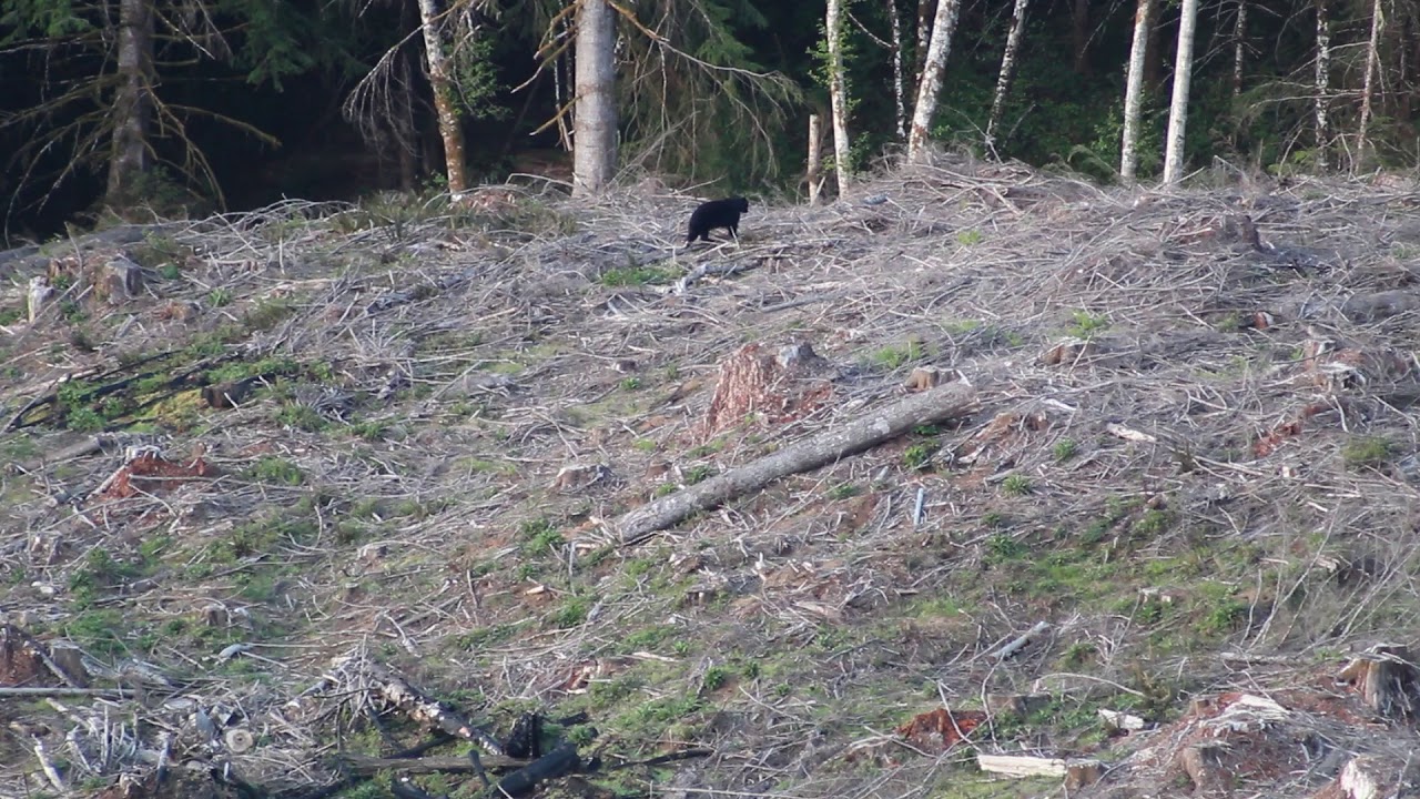 First weekend Oregon spring bear