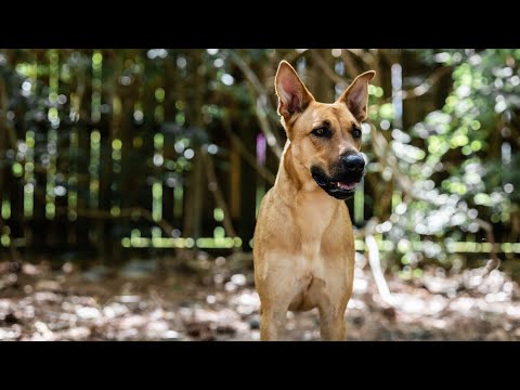 Dog for adoption - Mabel Marie the Smart Puppers, a Belgian Shepherd ...