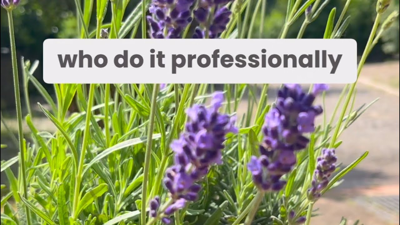 the 7 mistakes people make with lavender
