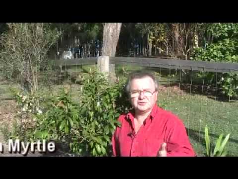 Lemon Myrtle Explained