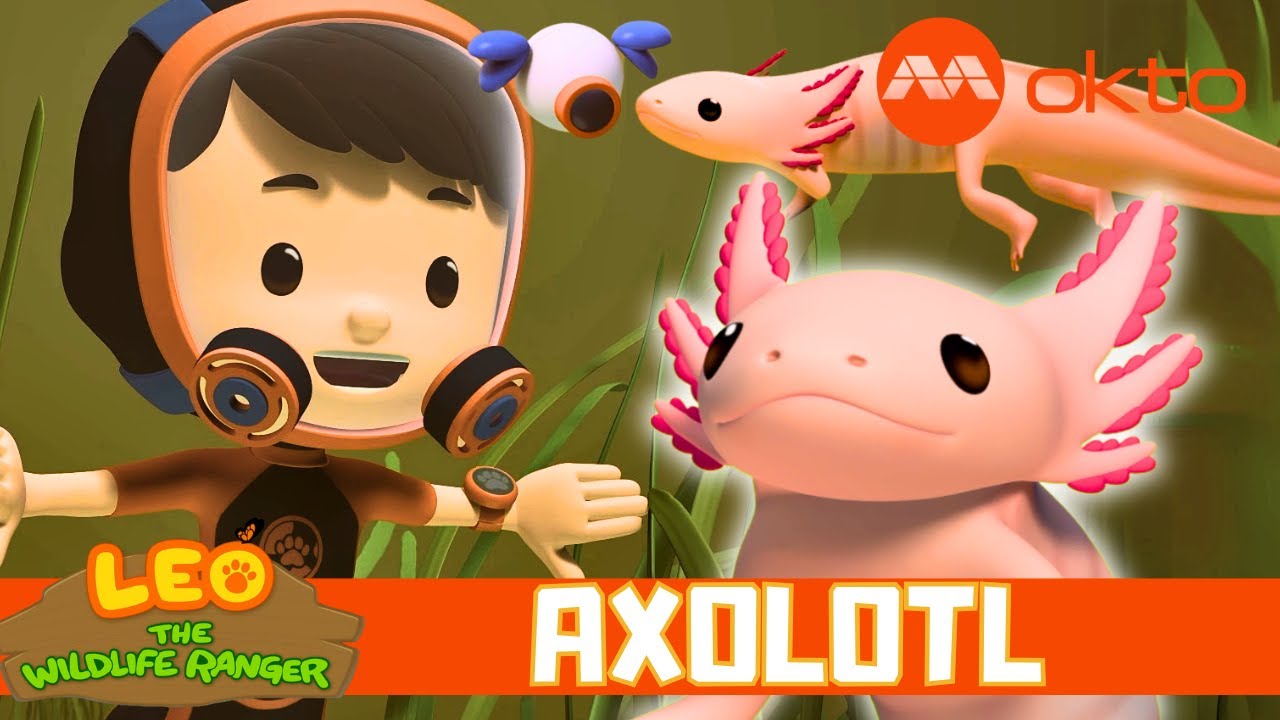 SAVING AXOLOTLS from POLLUTED WATERS 🐸💧🌿| Leo the Wildlife Ranger Spinoff S6E19 | @mediacorpokto