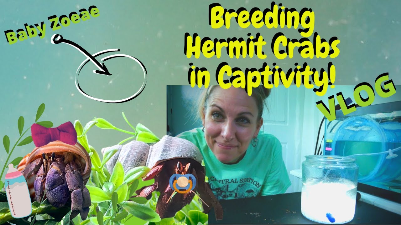 Captive Breeding Hermit Crabs || Spawn Day | By Crab Central Station
