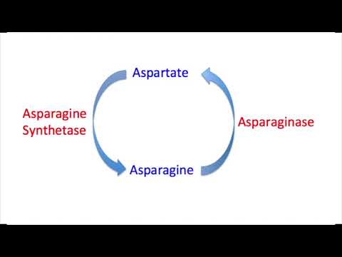 L-Asparaginase Injection - L-ASAP Latest Price, Manufacturers & Suppliers