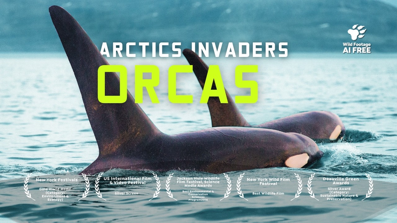 The Brutal Orca Takeover of the Arctic | 4K Nature Documentary