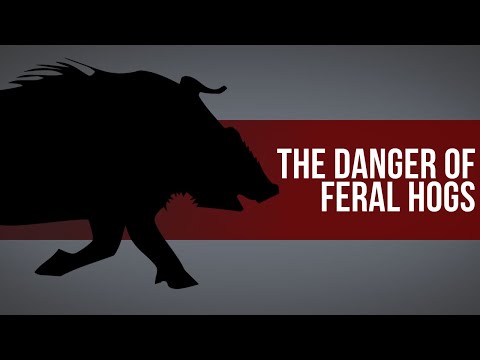 Experts: Here's what you should do if you encounter a feral hog