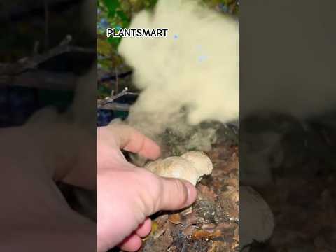 How Mushroom Spores Spread ? 😳 AMAZING ! #shorts #spores