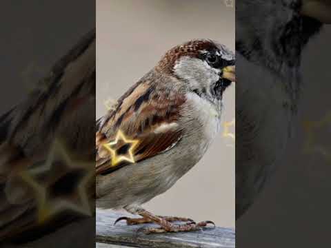 birds name#sparrow meaning in Hindi#cartoon #education #shorts