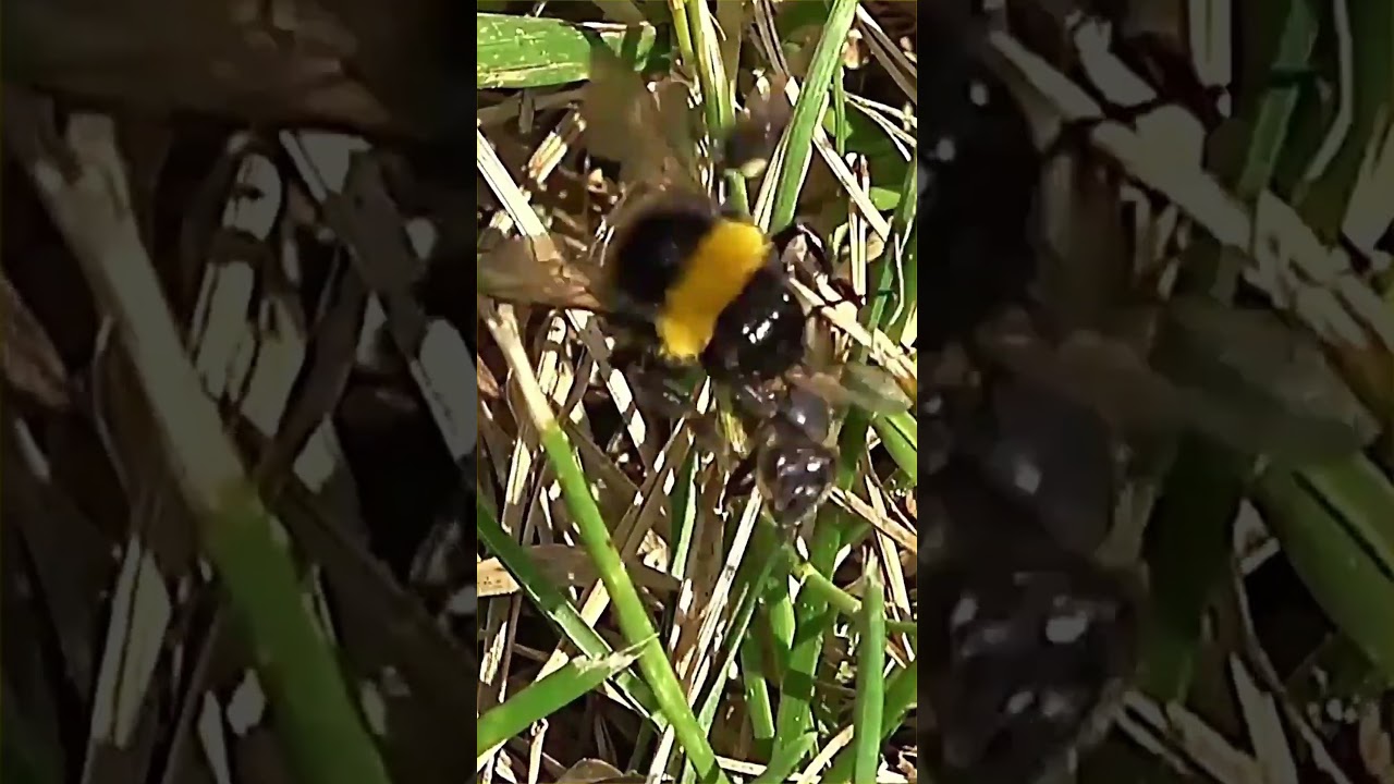 Bumblebee vs Honey bee - Fight !!! #bumblebee vs #honeybee