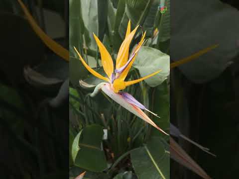 Extra Large Houseplants You Must Grow #houseplants #plants