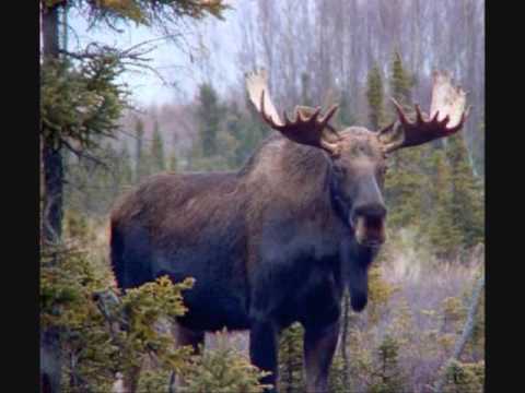 Animal of the month, May: Moose