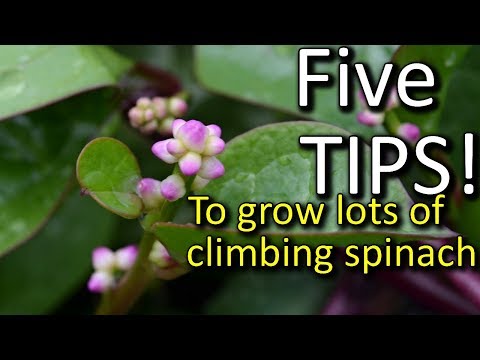 5 Tips How to Grow a Ton of Malabar Climbing Spinach