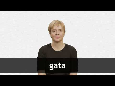 English Translation of “GATA” | Collins Spanish-English Dictionary