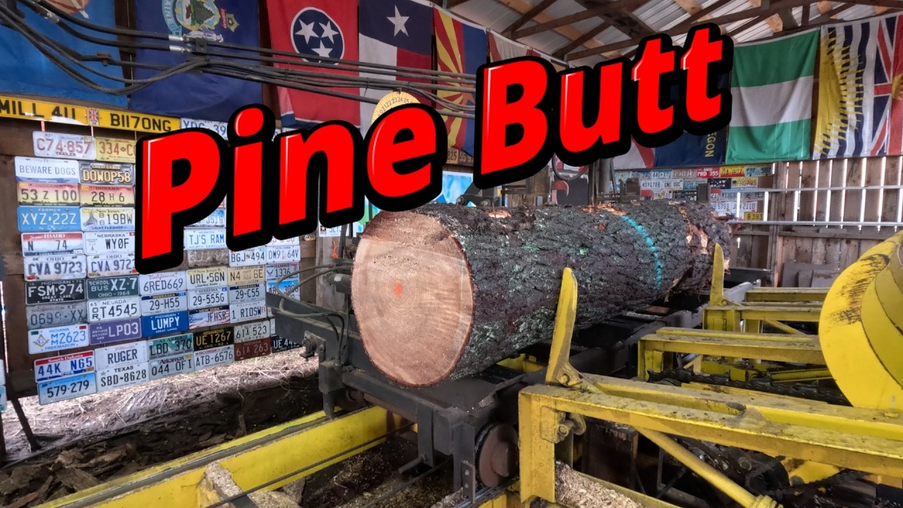 Sawing a nice pine butt # 850