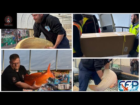 THE BIG DAY!!! 308 BOX SUPER SHIPMENT OF KOI TO THE USA!!!