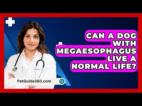Can A Dog With Megaesophagus Live A Normal Life? - PetGuide360.com