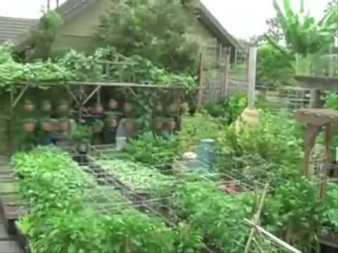 Horta orgânica em casa – Bioescola Tudo Sobre Plantas
