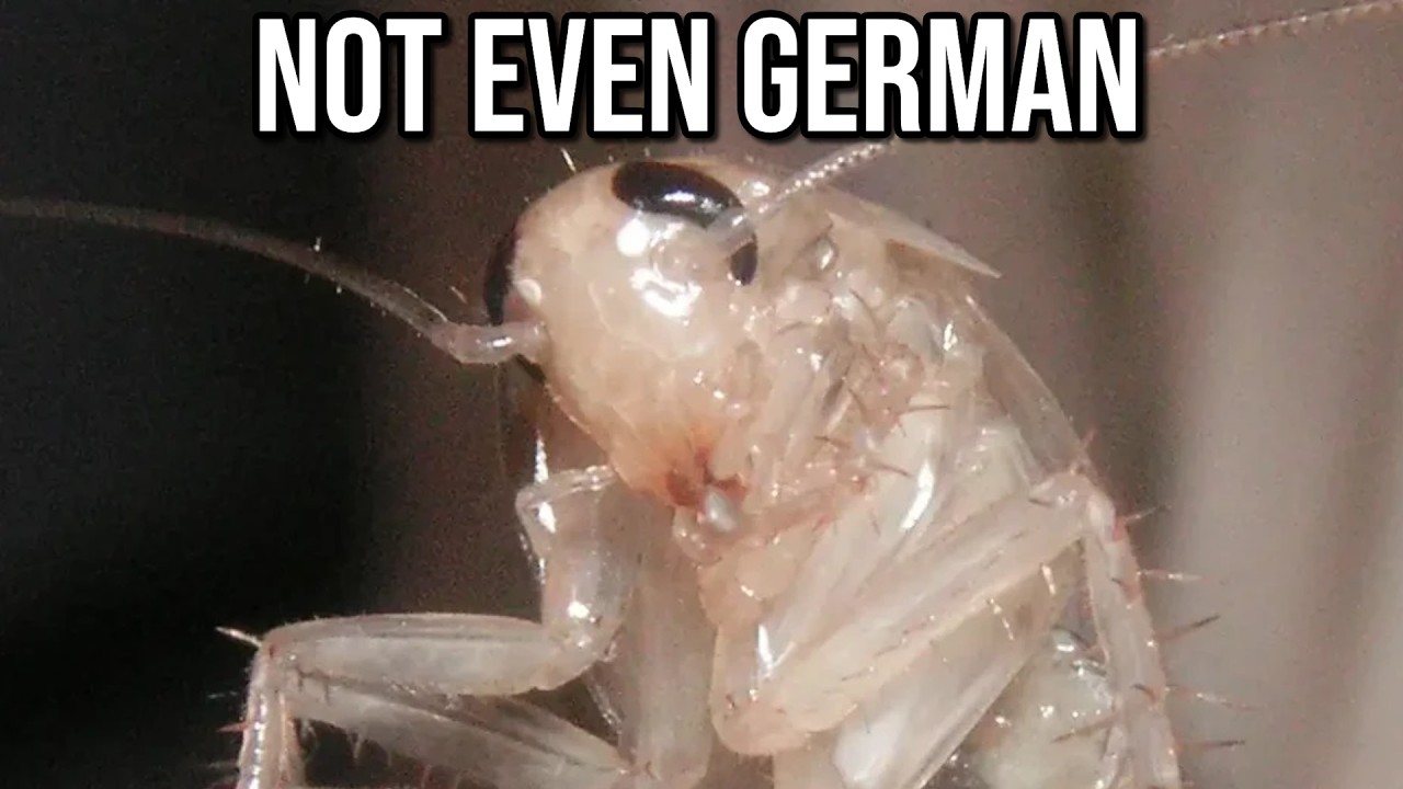 What Exactly Is: German Cockroach | The Kaiser of Procreation