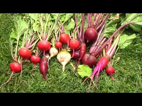 Rainbow Mixed Beet Harvest! Four Different Varieties, at Least.