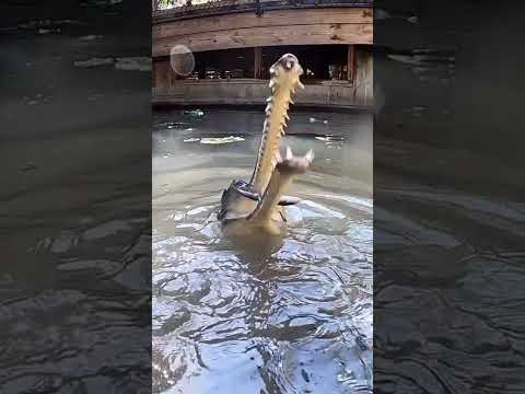 Just an Indian gharial having a snack #shorts