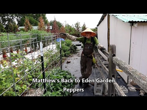 Matthew's Back to Eden Garden - Peppers - L2Survive with Thatnub