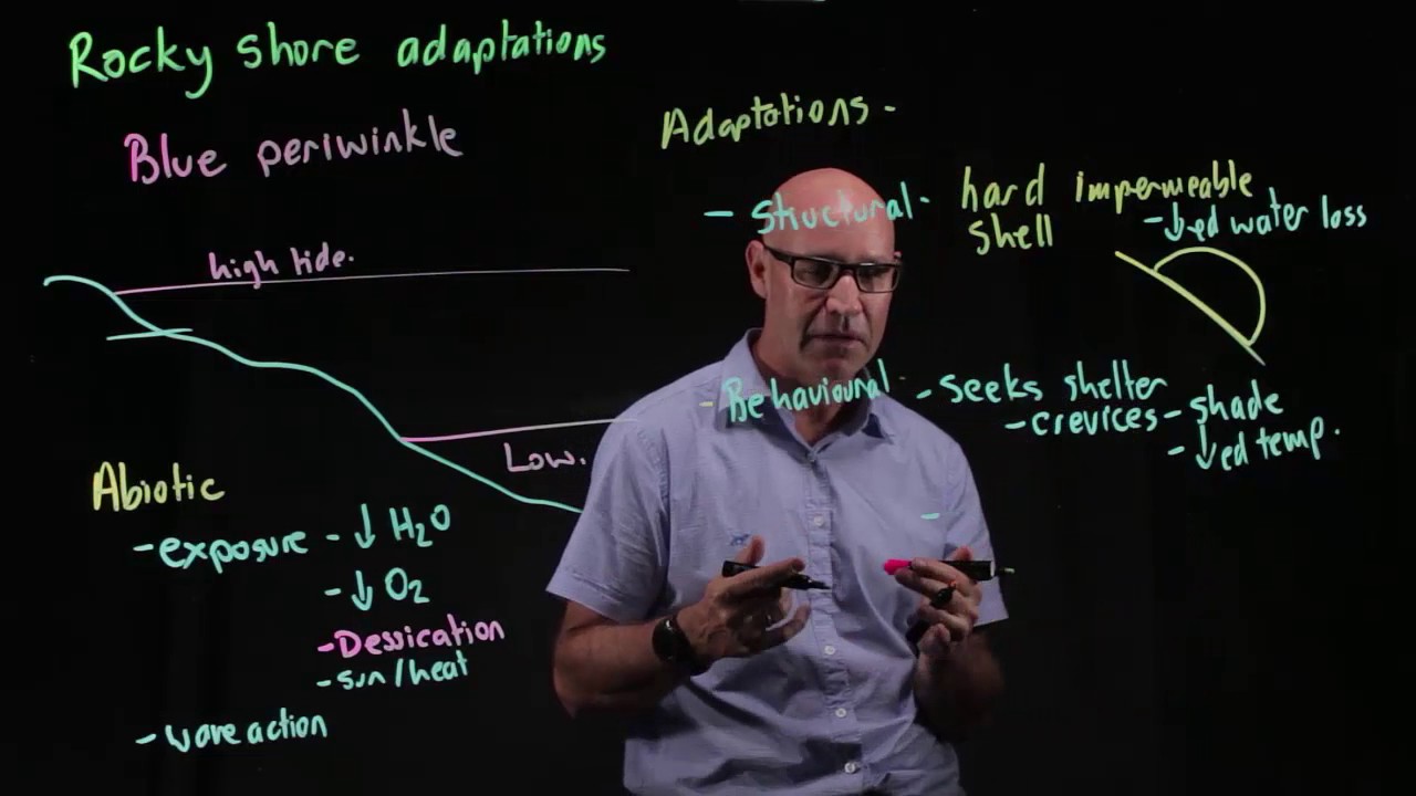 Understanding the Adaptations of the Blue Periwinkle in Rocky Shore ...