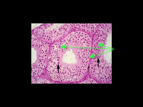 Male Reproductive System Testes an