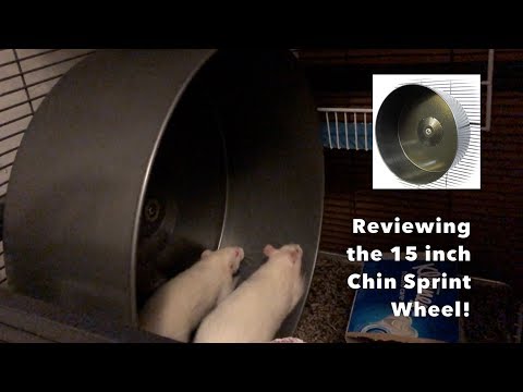 Reviewing the Chin Sprint as a Rat Wheel (15 inch wheel review)
