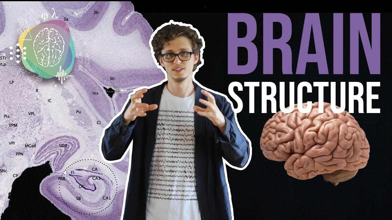 Exploring the Brain: Insights from Cognitive Neuroscience | Galaxy.ai